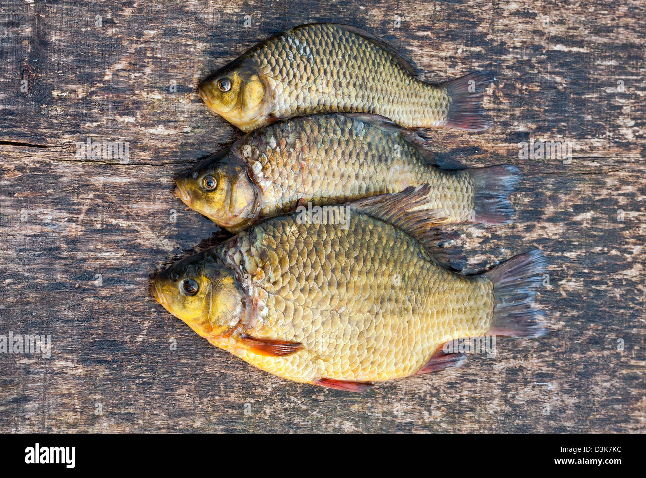 Live freshwater fish carp on a wooden board Stock Photo - Alamy