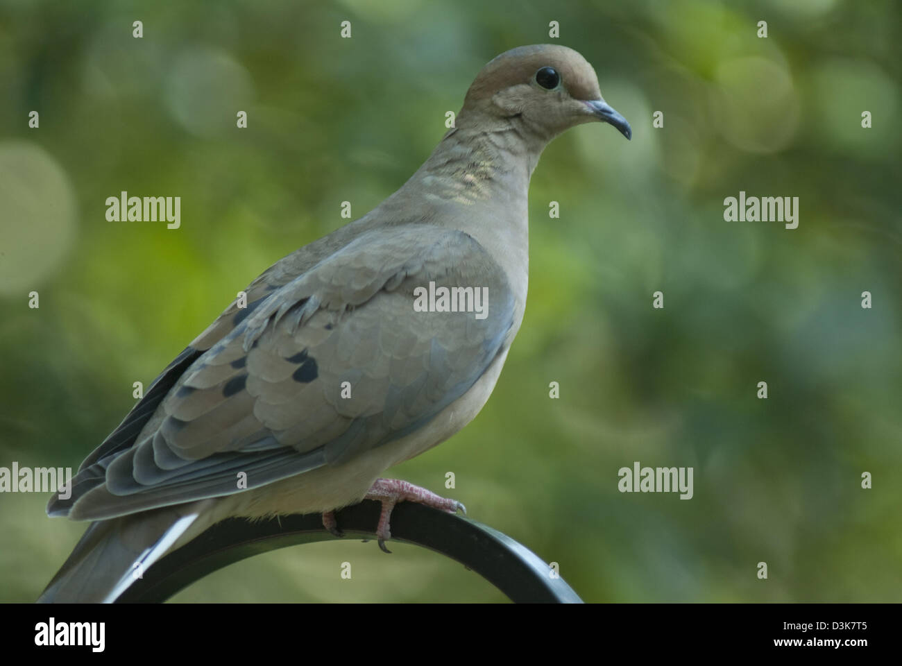 Jersey bird watching hi-res stock photography and images - Alamy