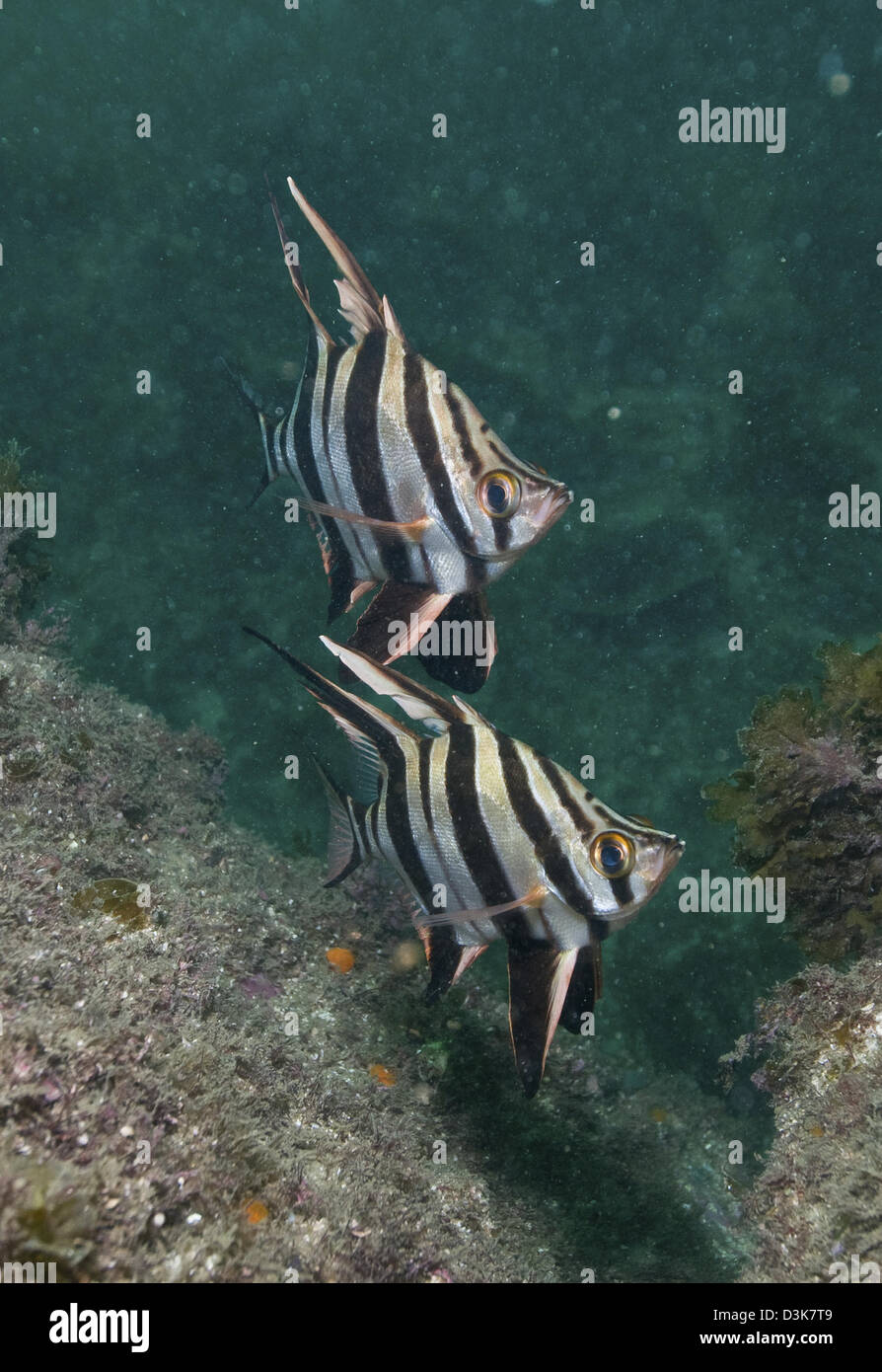 Old wives hi-res stock photography and images - Alamy