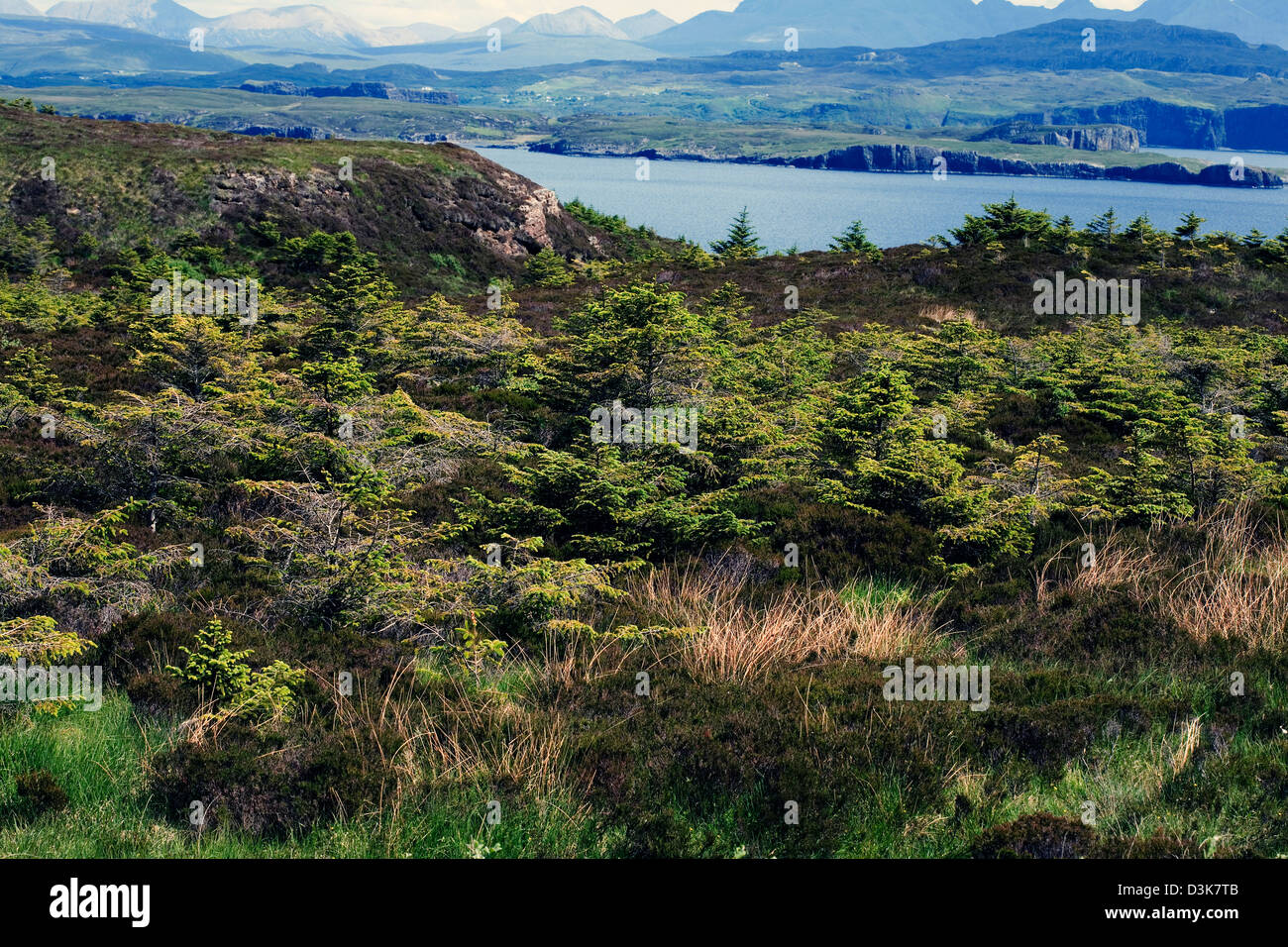 Young Scots Pine Trees growing in Rebels Wood Idrigill Point Orbost ...