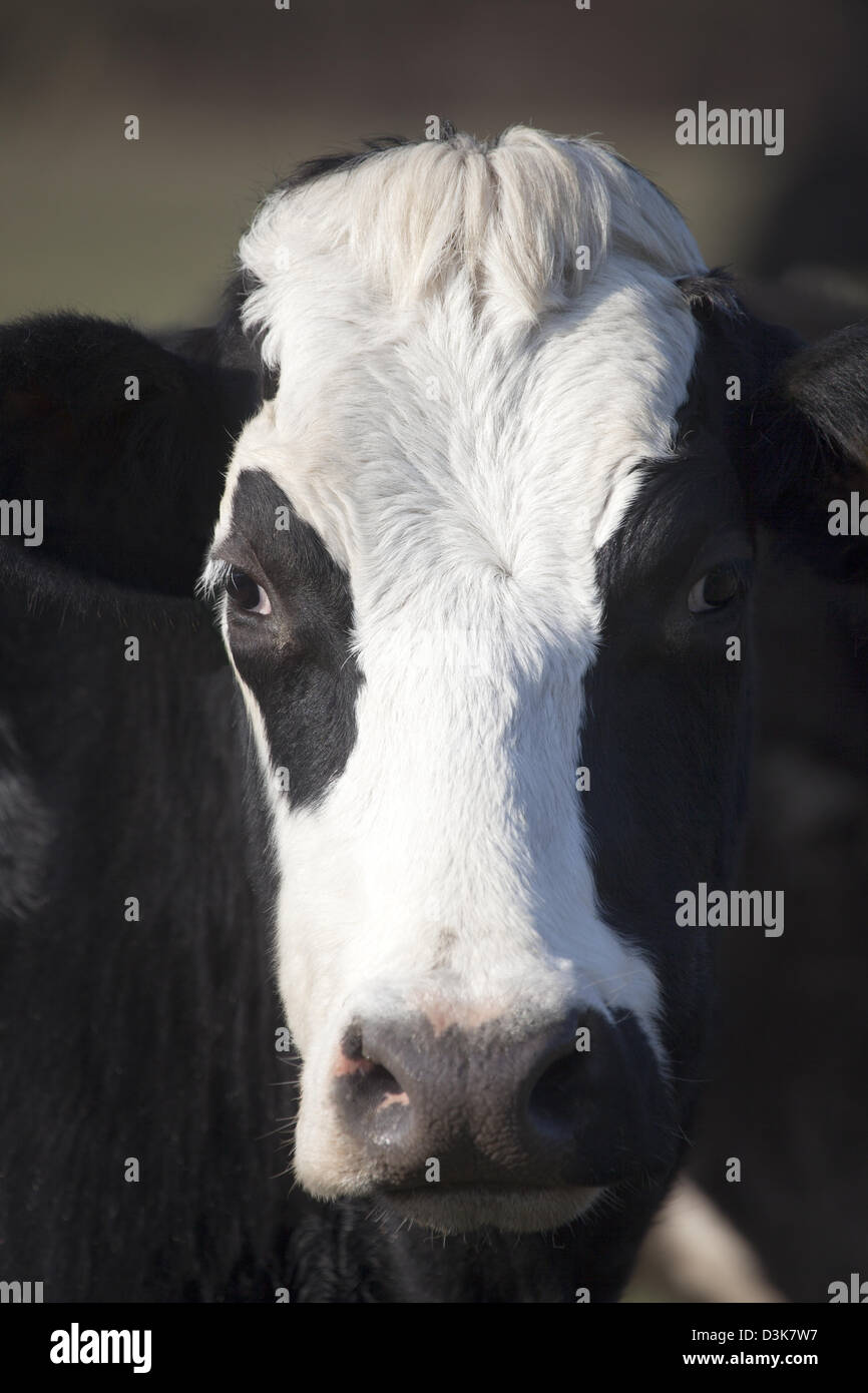 Holstein cow face hi-res stock photography and images - Alamy