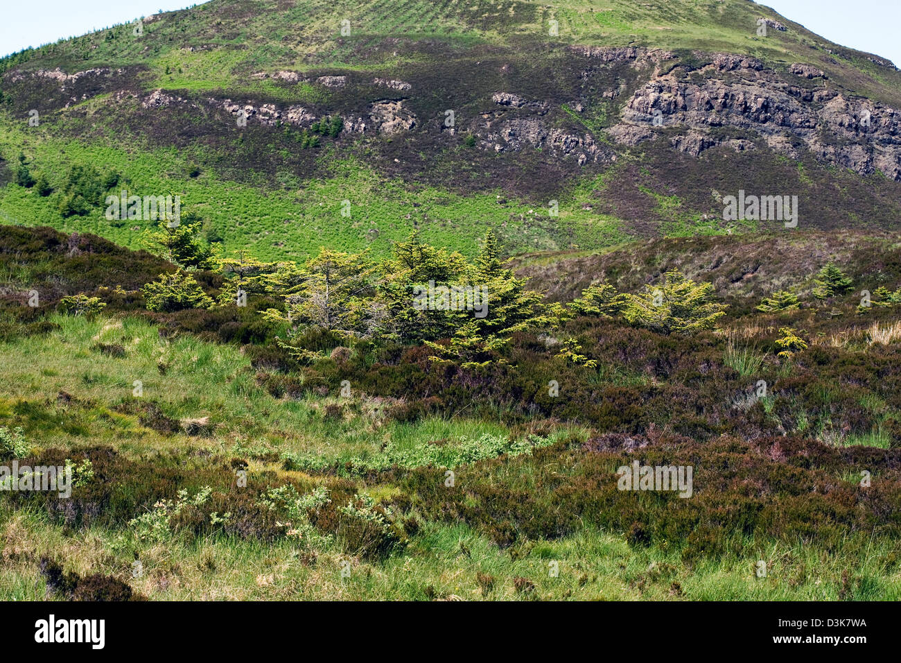 Pine forest replanting scotland hi-res stock photography and images - Alamy