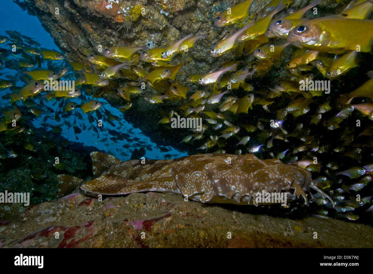 Wobbegong shark and cardinalfish, Byron Bay, Australia Stock Photo - Alamy