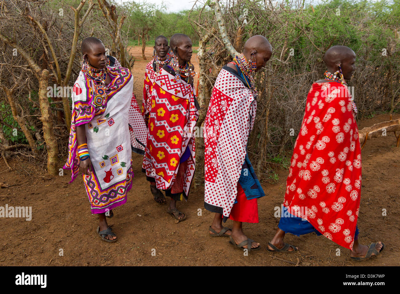 Maasai women entering the manyatta, Selenkay Conservancy, Kenya Stock ...
