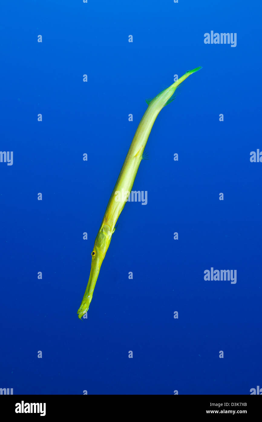 Yellow trumpetfish hi-res stock photography and images - Alamy