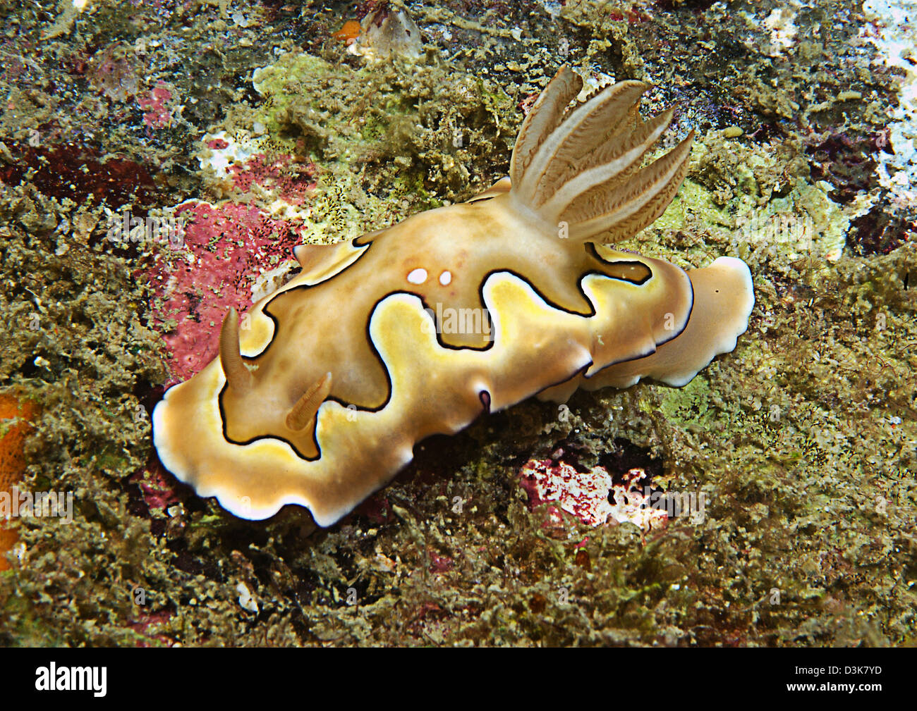 Invertebrateanimals hi-res stock photography and images - Alamy