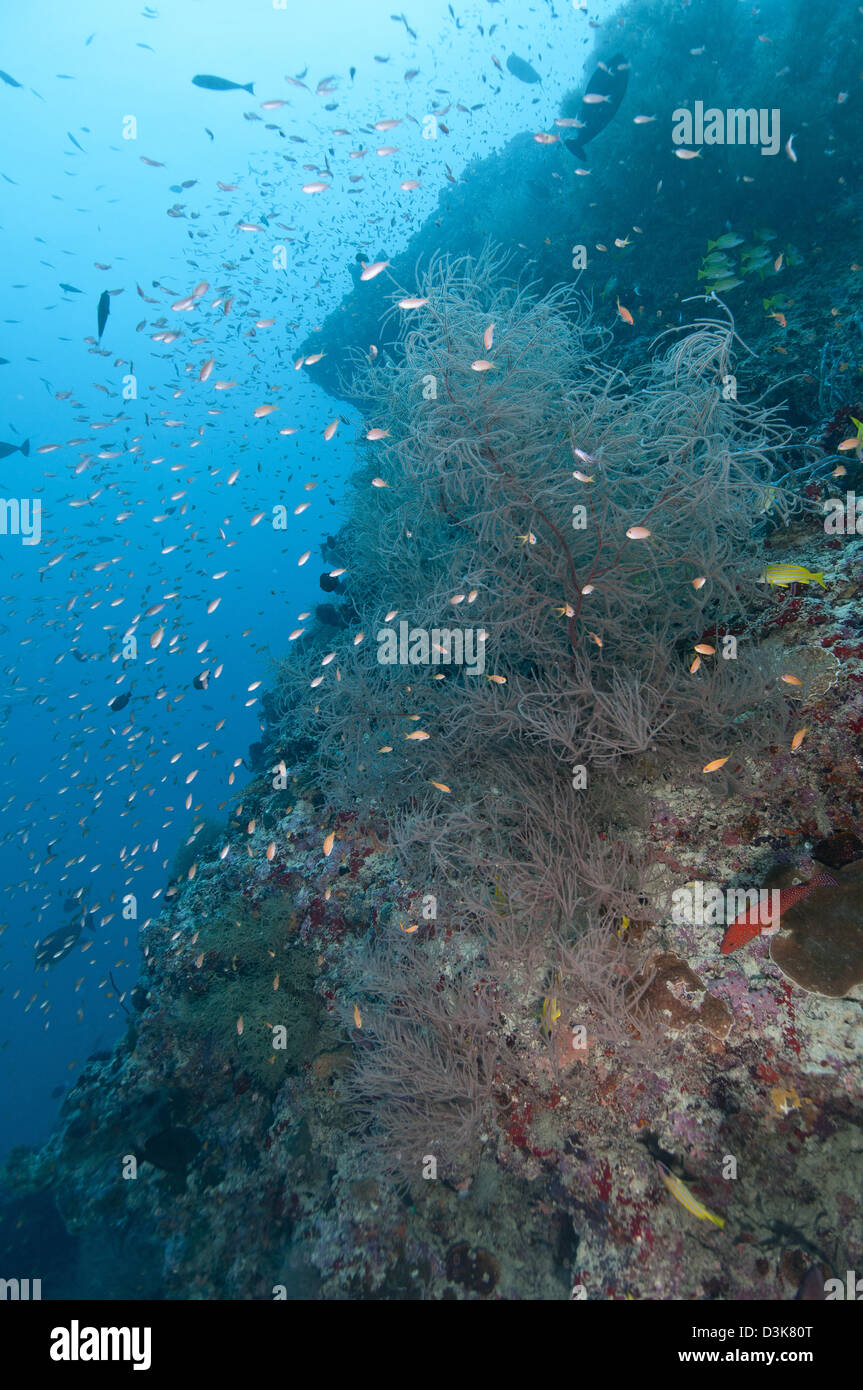 Colourful reef with hard and pink soft coral and green anthias and red ...