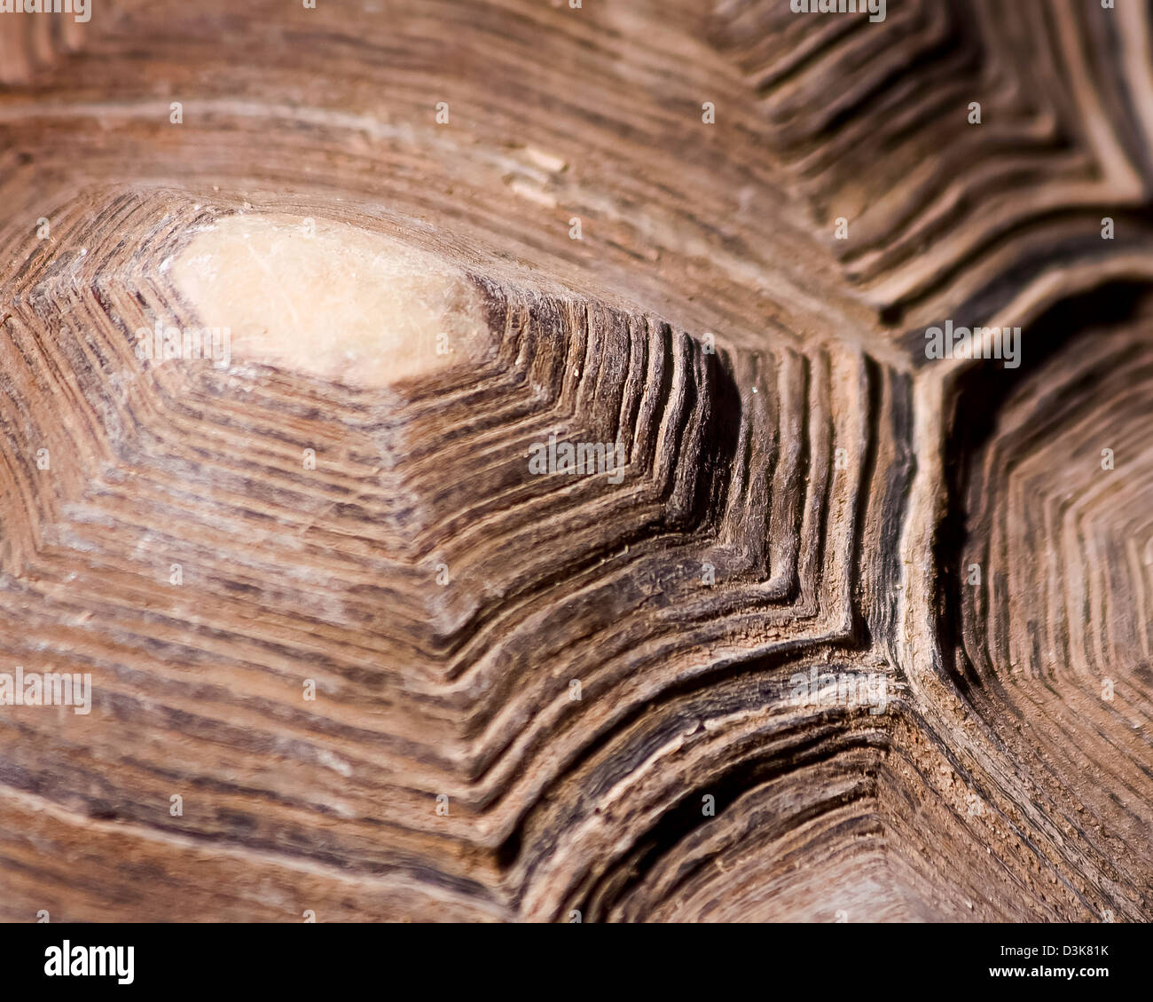Tortoise shell pattern hi-res stock photography and images - Alamy