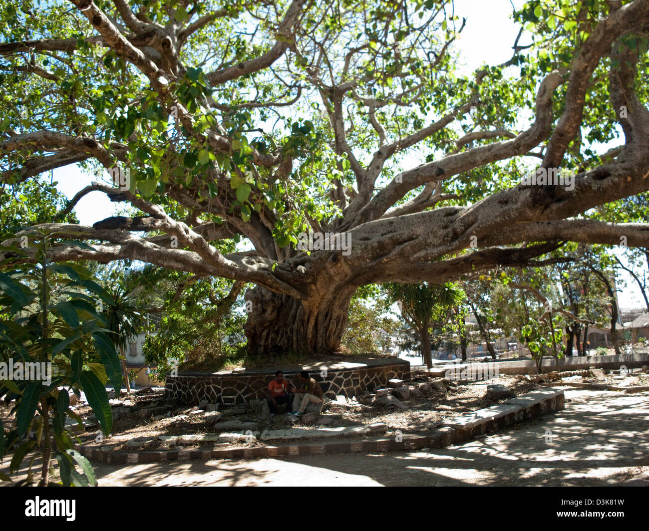 Ancient fig tree outside the Royal Enclosure Alem Seghed Fasil's castle ...