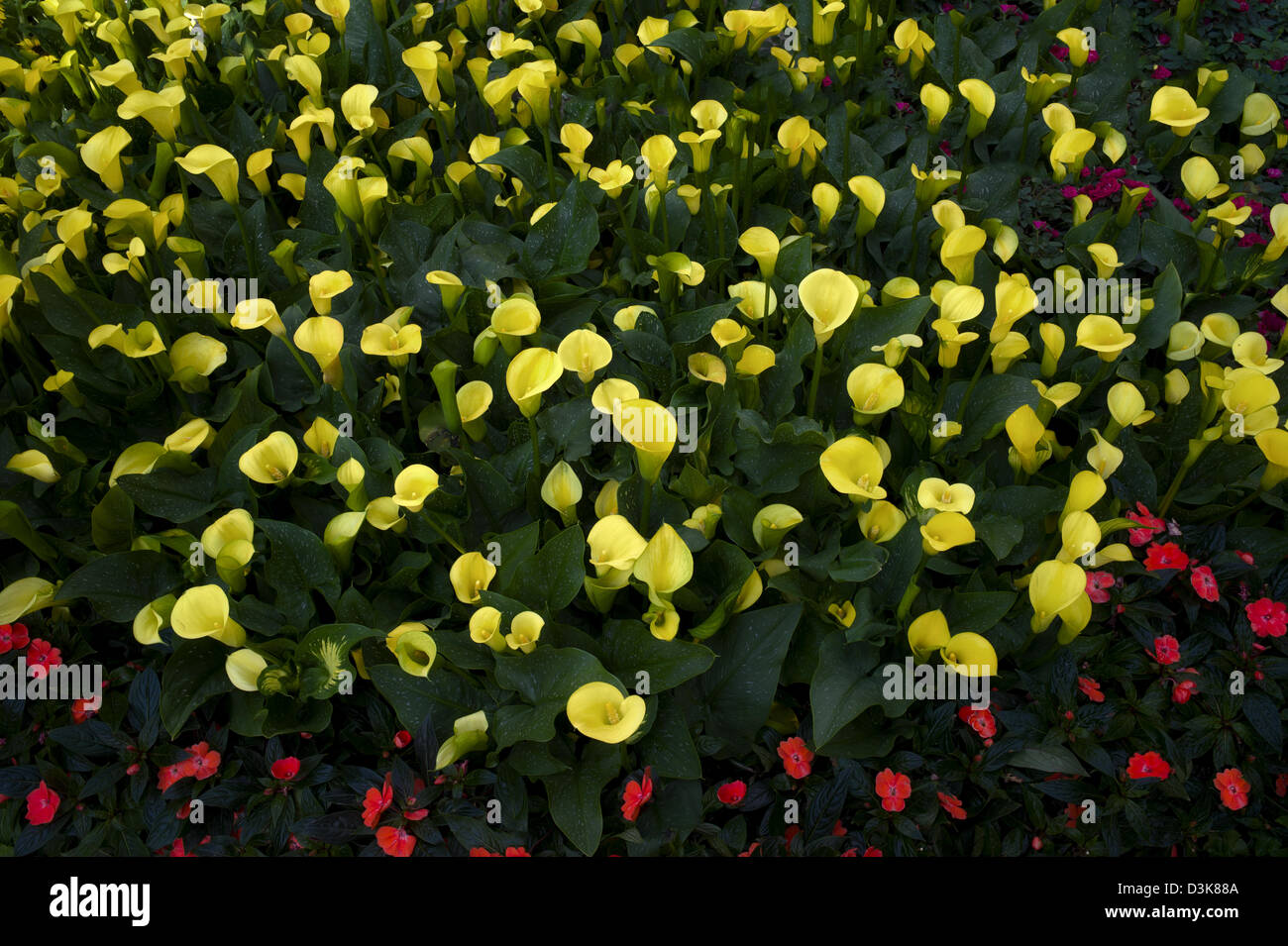 Yellow Calla Lily Stock Photo - Alamy