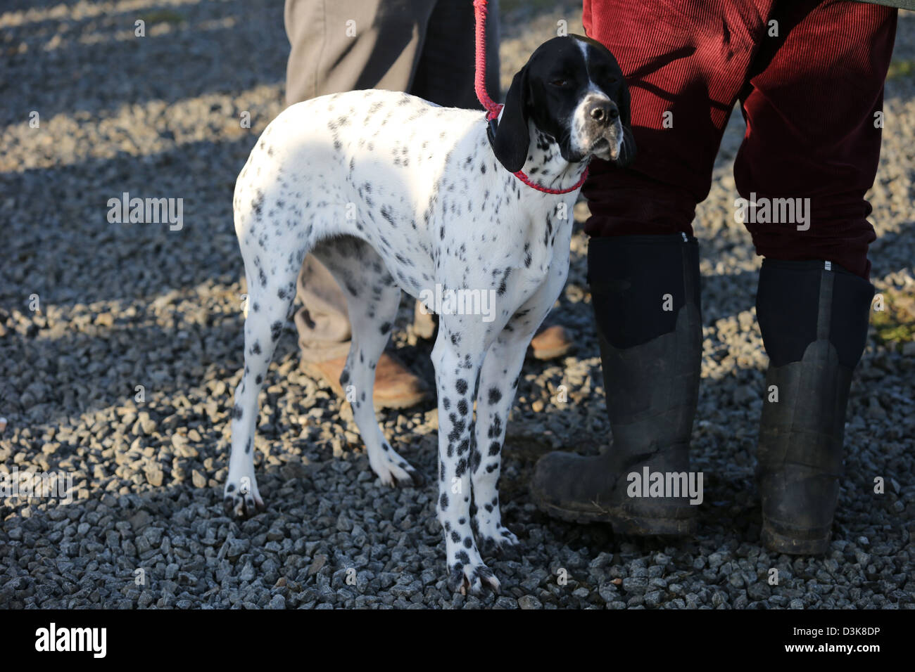 English pointer hi-res stock photography and images - Alamy