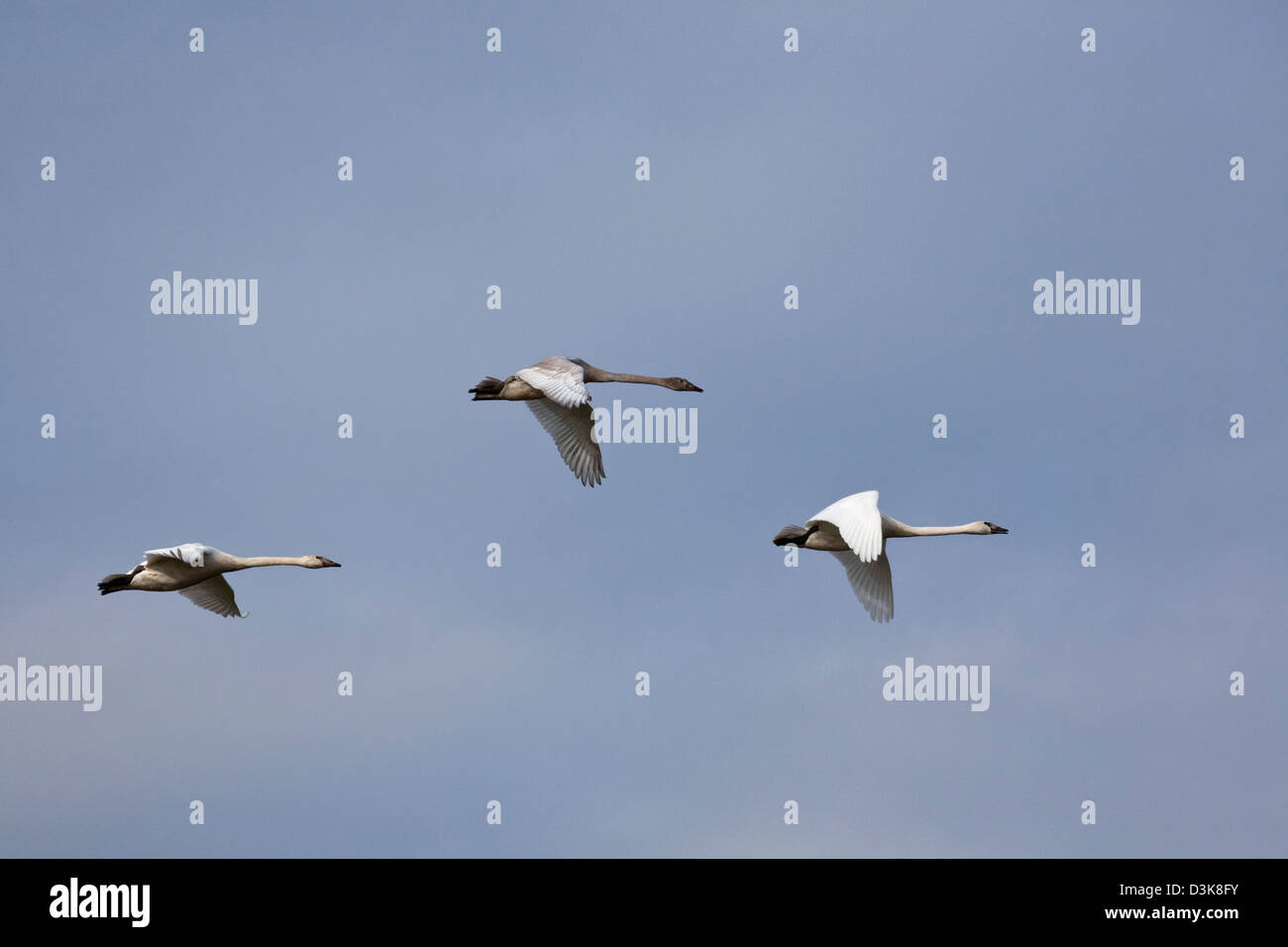 Trumpeter area hi-res stock photography and images - Alamy