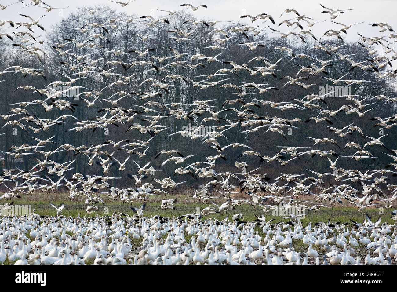 A large flock of snow geese in a farm field being joined by a second ...