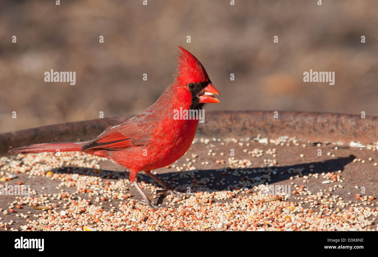 Bright red Northern Cardinal male eating seeds at a feeding station in ...