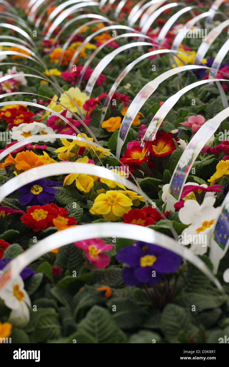 Colourful spring bedding or container plants hi-res stock photography ...