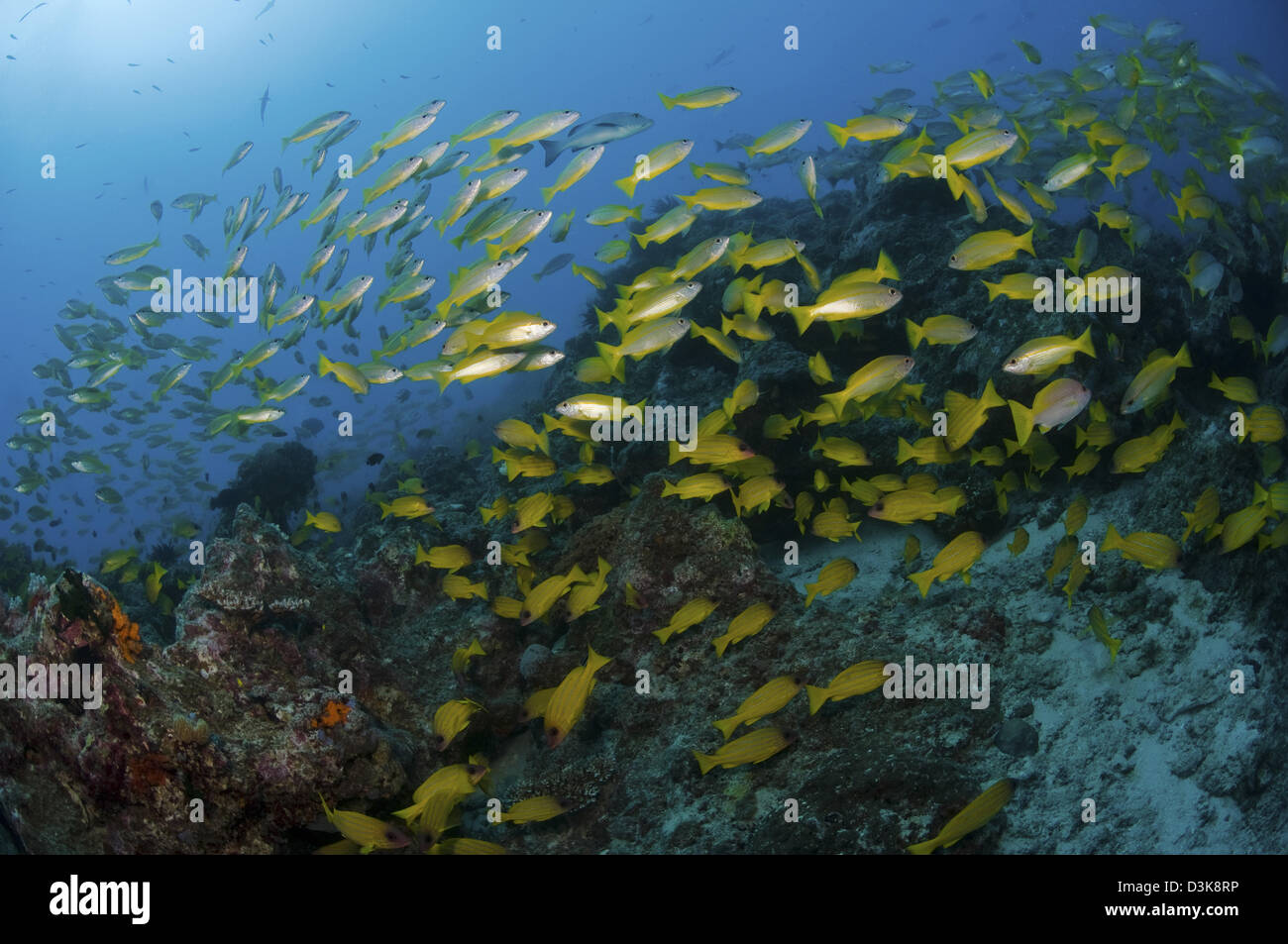 Great barrier reef species hi-res stock photography and images - Alamy