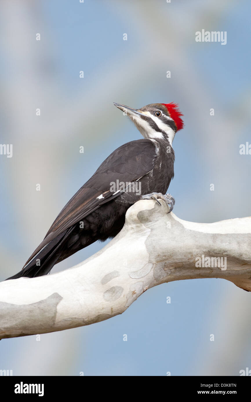 Female Pileated Woodpecker on Sycamore Tree bird birds woodpeckers ...