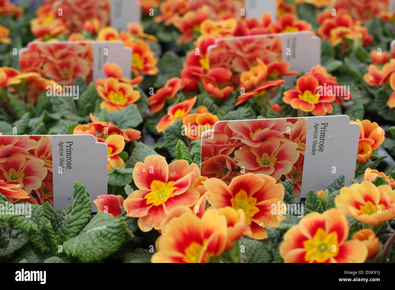 Shades of orange hi-res stock photography and images - Alamy