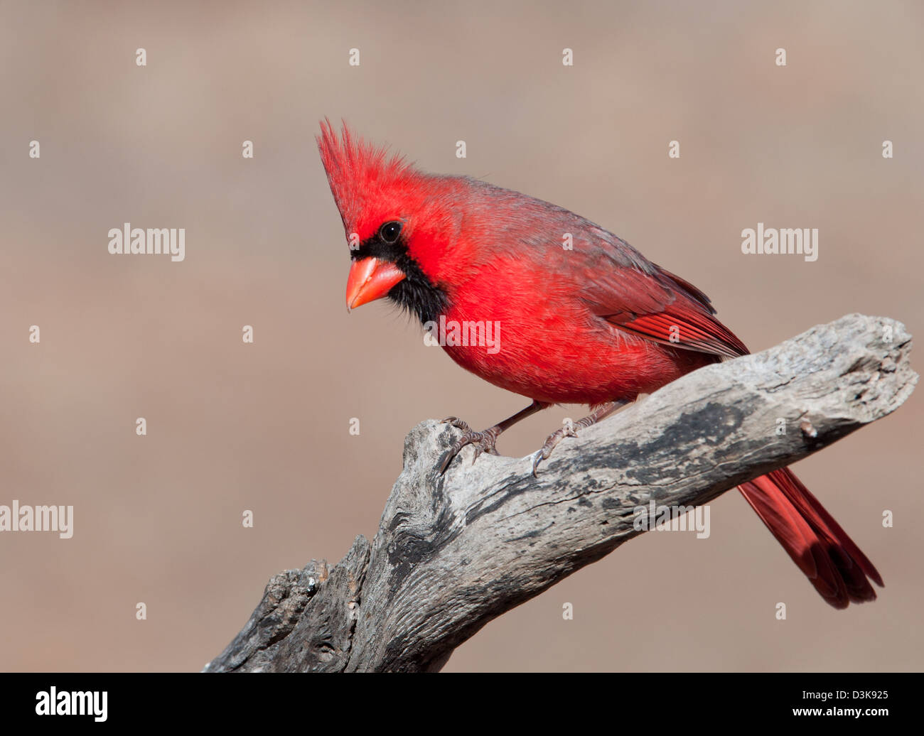 Beautiful Northern Cardinal male perched on a tree limb in winter sun ...