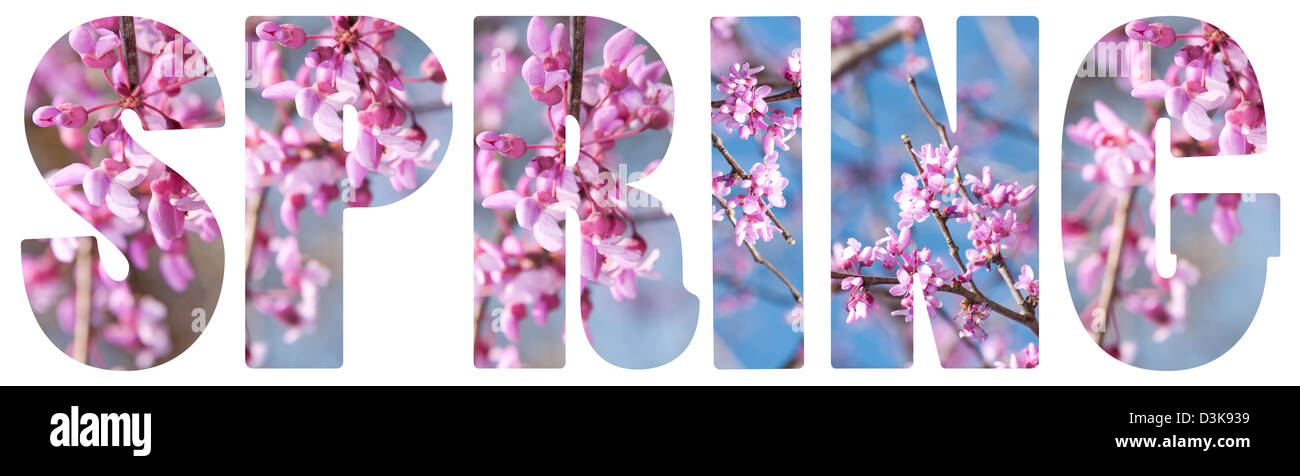 Spring text with pink Redbud tree flowers, on white Stock Photo - Alamy