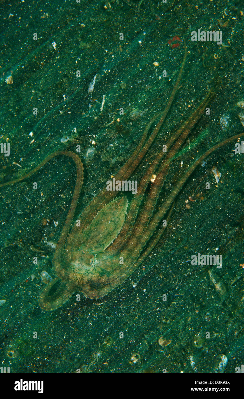 Octopus fleeing mimicking a flounder, Lembeh Strait, North Sulawesi ...