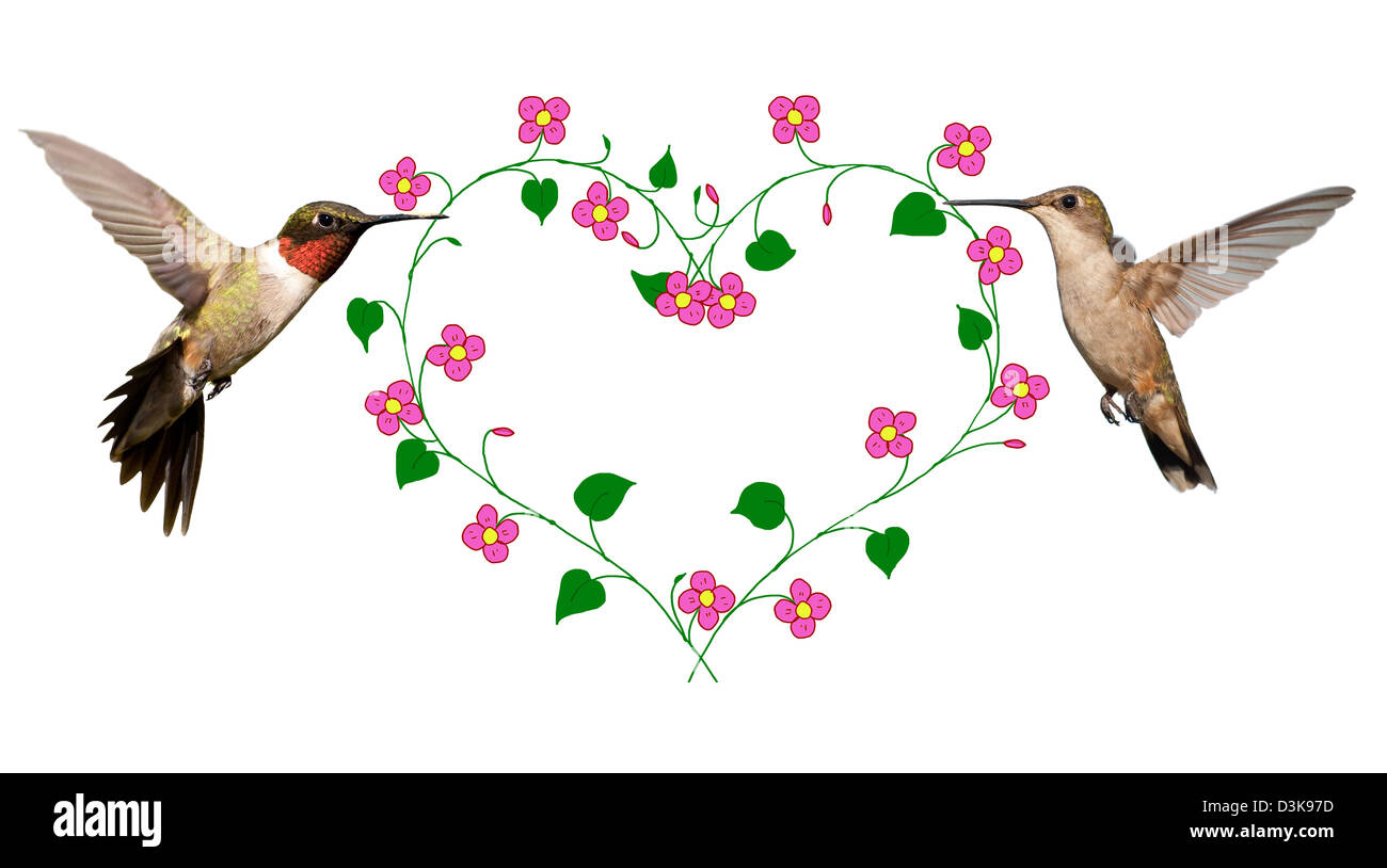 Two Hummingbirds carrying a flower vine shaping a heart; a Valentine's ...