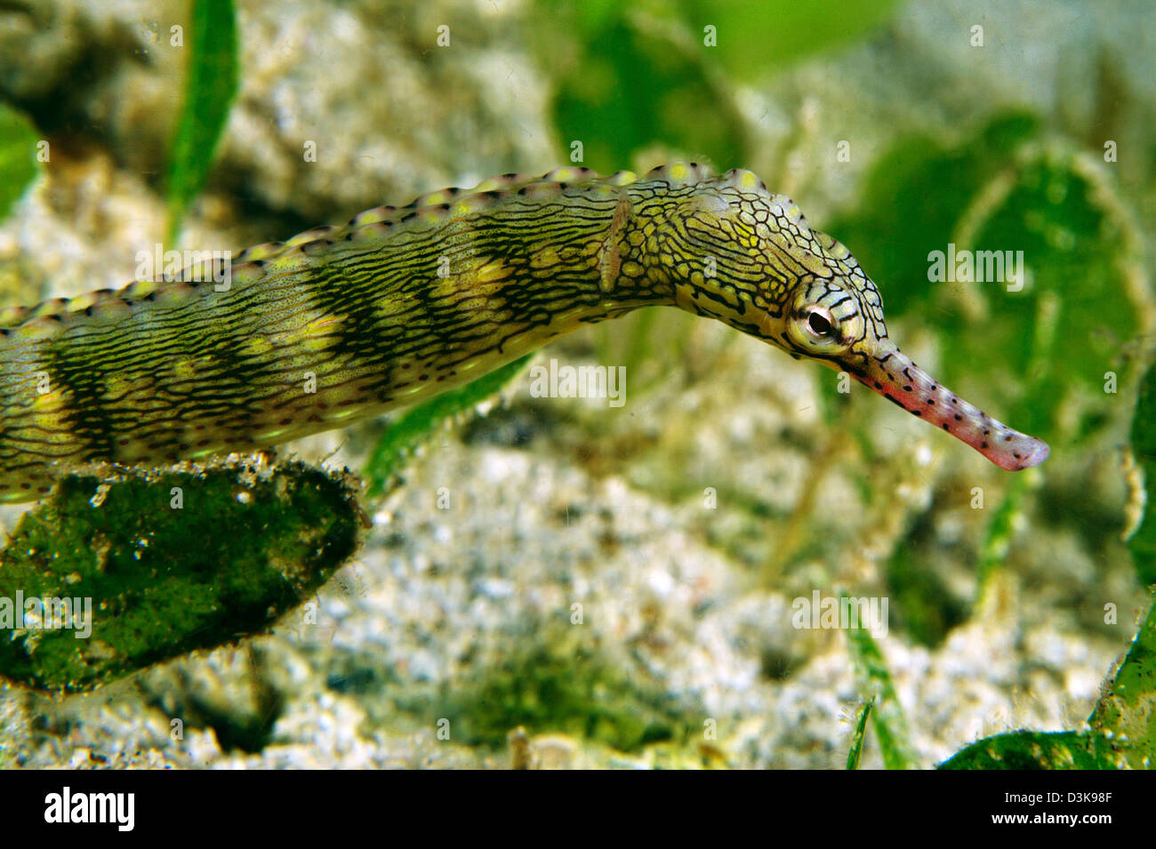Green scribbled pipefish (Corythoichthys intestinalis) with pink snout ...