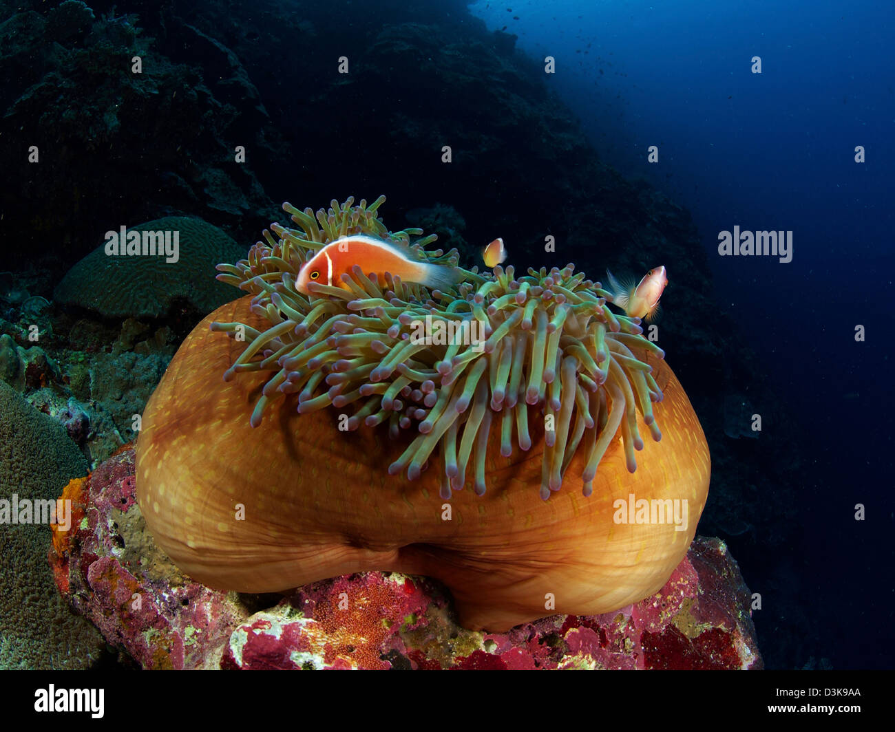 Three pink anemonefish in a brown anemone with green tentacles, North ...