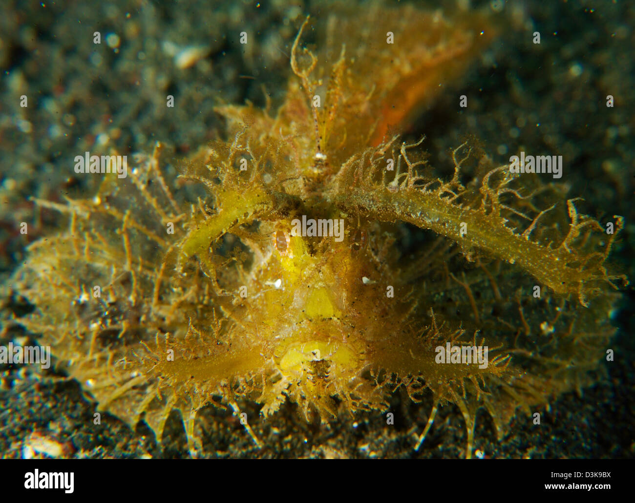 Green ambon scorpionfish (Pteroidichthys amboinensis), Lembeh Strait ...