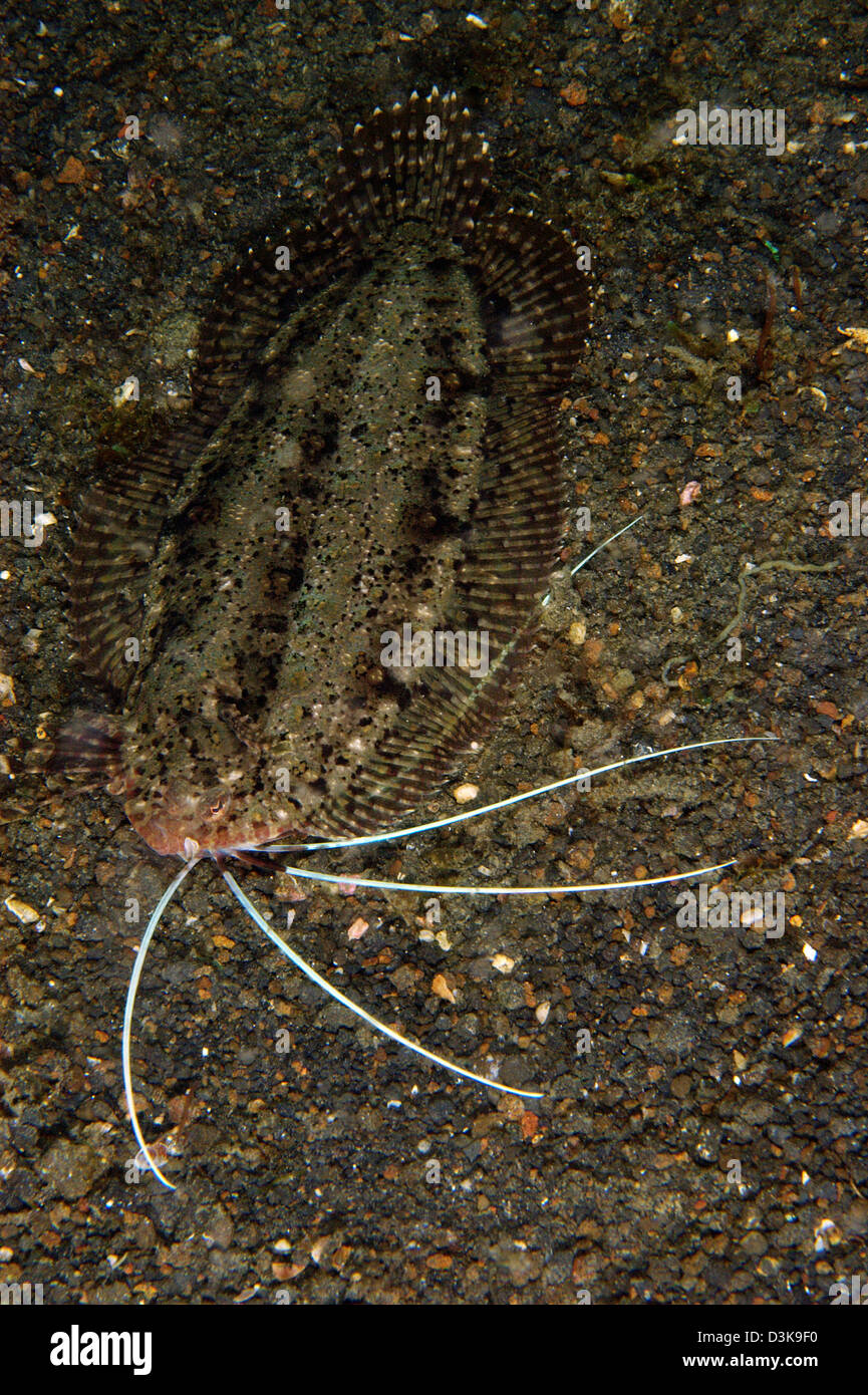 Samaris cristatus hi-res stock photography and images - Alamy