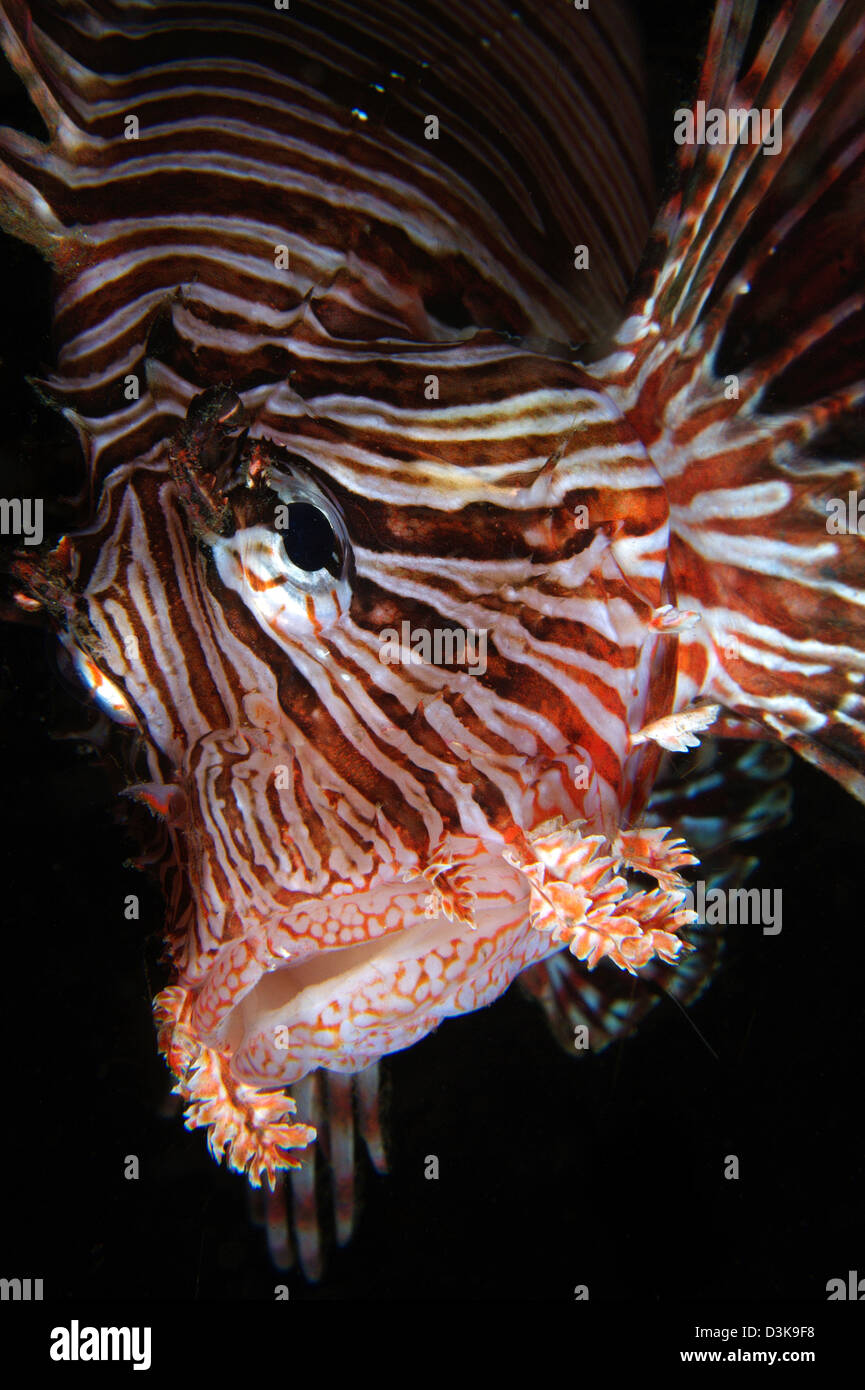 Red lionfish vertical hi-res stock photography and images - Alamy