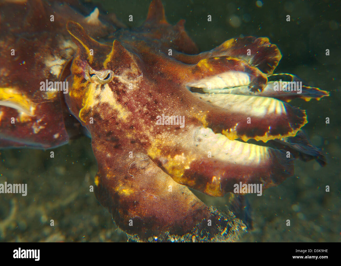Head shot of a brightly colored flamboyant cuttlefish (Metasepia ...