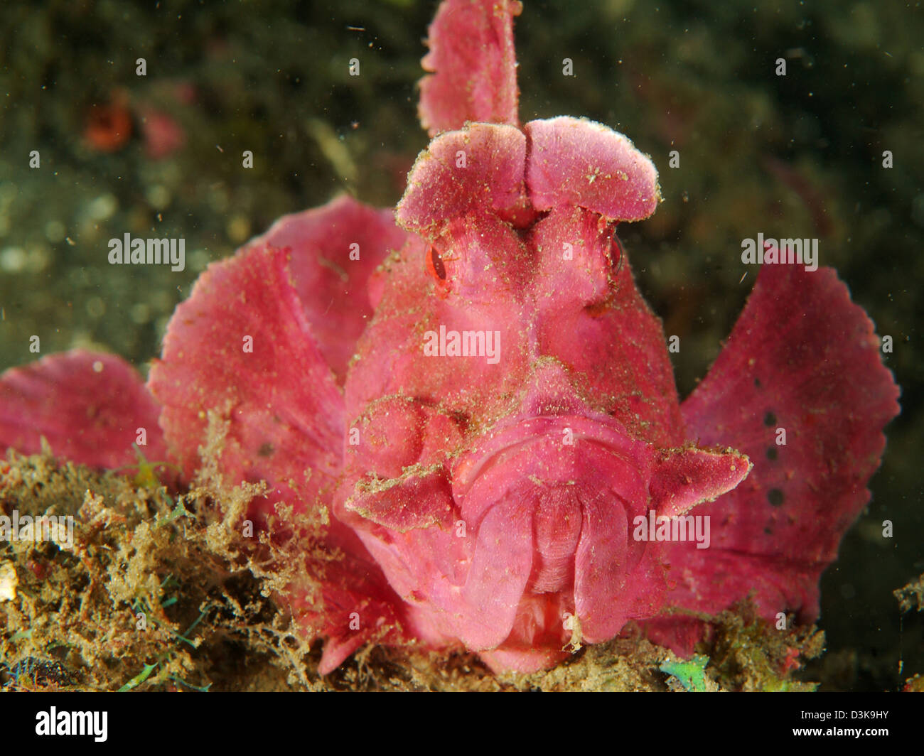 Face shot of a pink rhinopias. Paddle-flap scorpionfish (Rhinopias ...