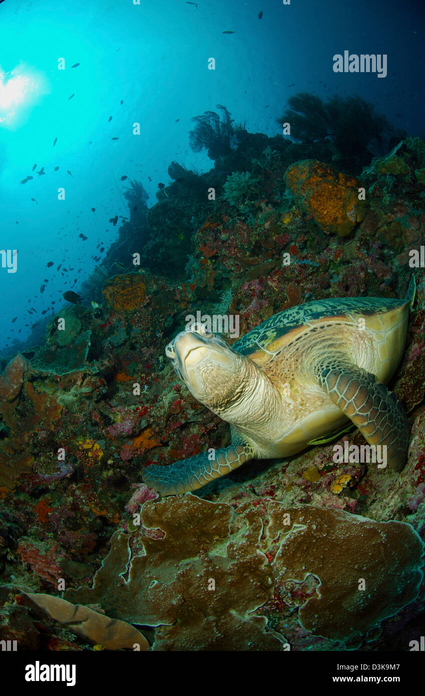 Green sea turtle (Chelonia mydas) resting on a rocky ledge, North ...