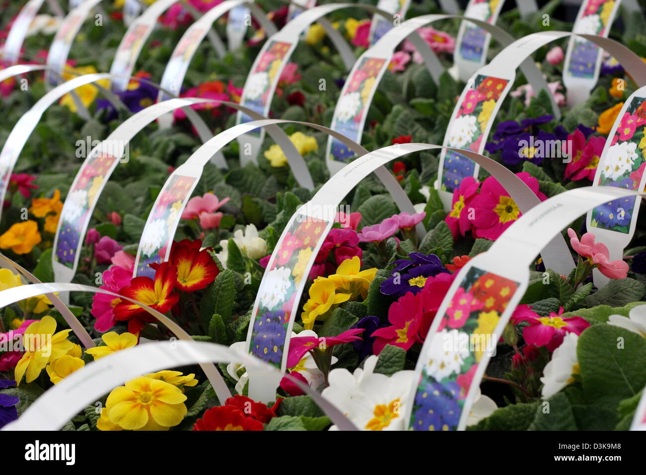 Colourful bedding plant hi-res stock photography and images - Alamy