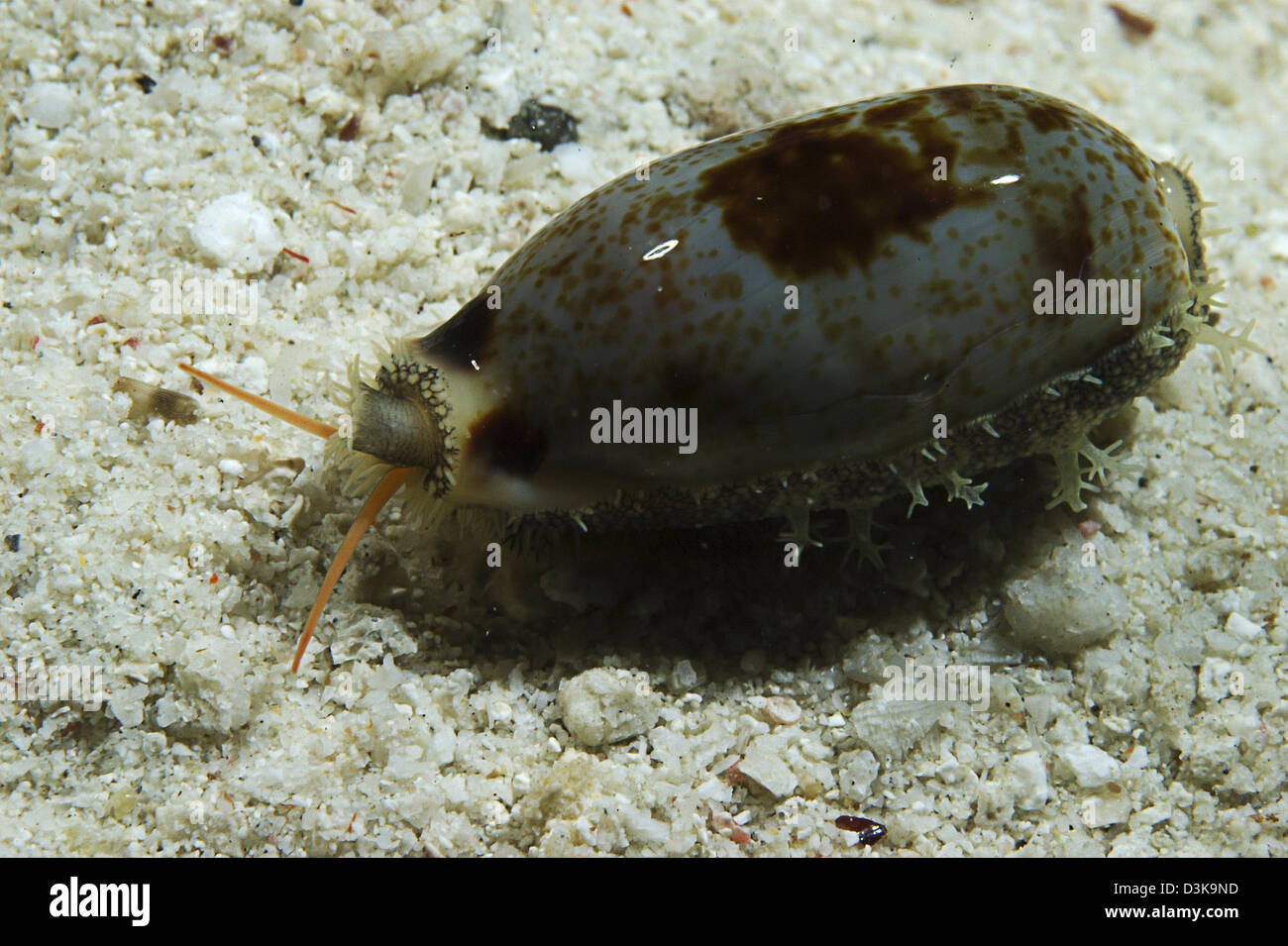 Grey and brown wandering cowries (Cypraea errones), South China Sea ...
