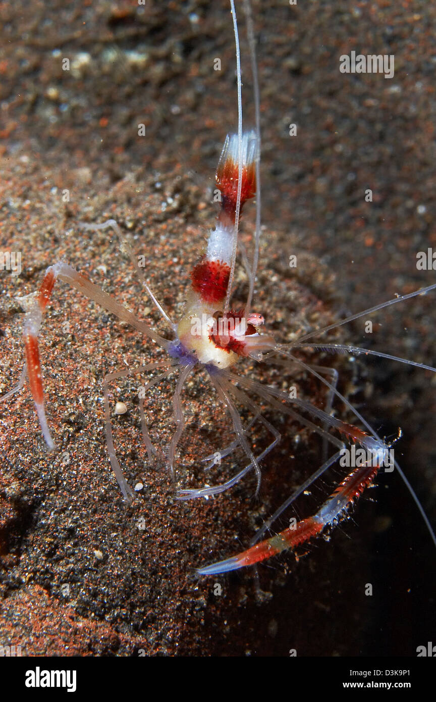 Red and white banded cleaner shrimp, Bali, Indonesia Stock Photo - Alamy