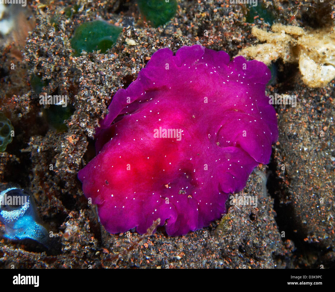Pink flatworm hi-res stock photography and images - Alamy