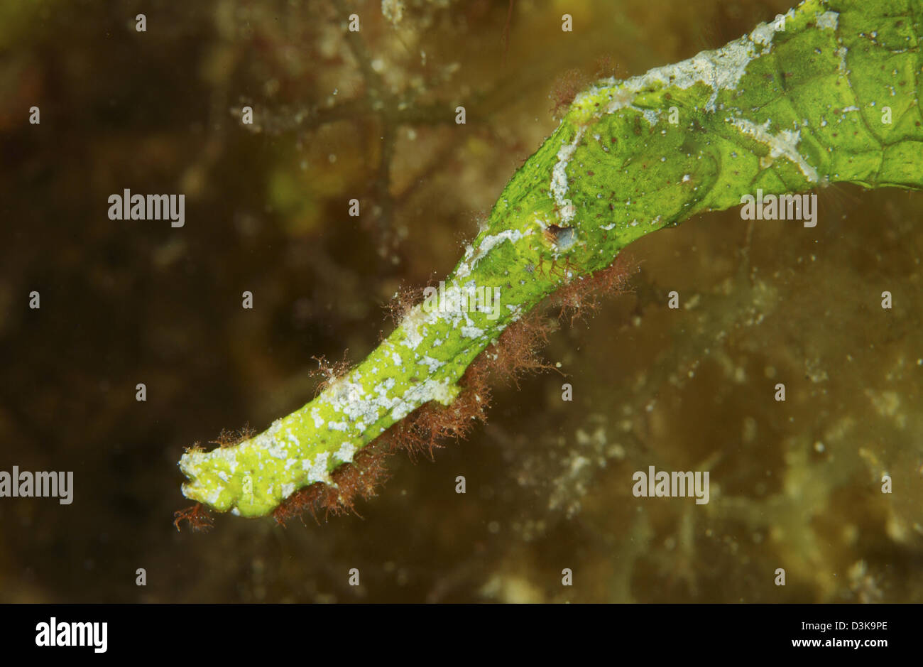 Head detail of a green halimeda ghost pipefish, Lembeh Strait, North ...