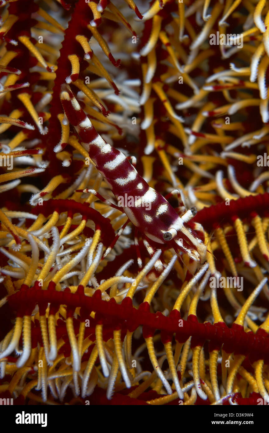 Red and white mimic shrimp on red white and yellow crinoid, Bali ...