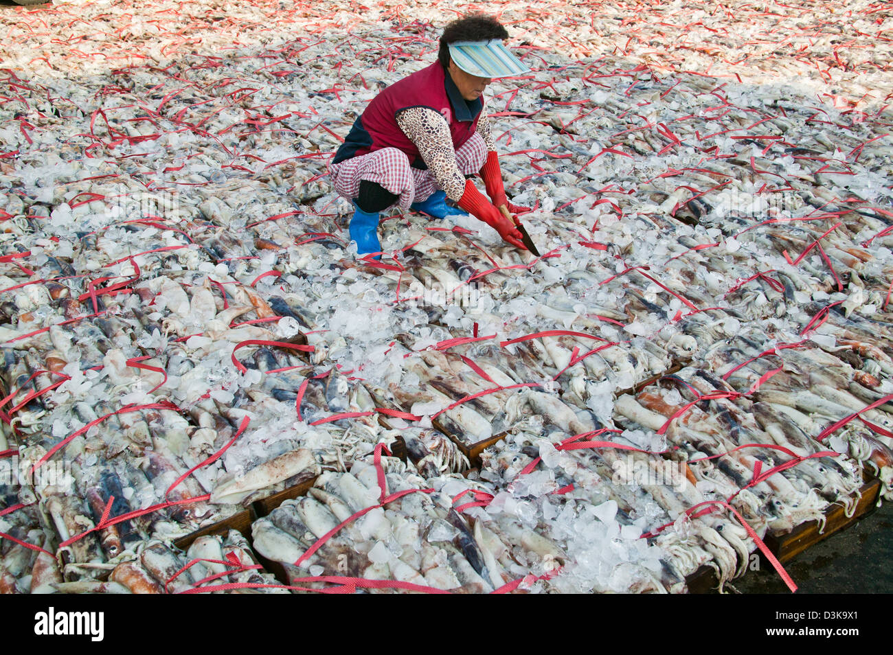 Republic of Korea, Busan, miles of squid at Jagalchi Fish Market Wharf ...