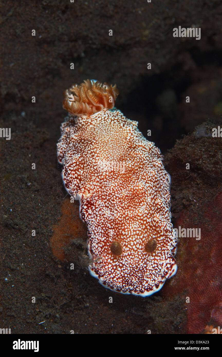 White-spotted red nudibranch sea slug (Chromodoris tinctoria or ...