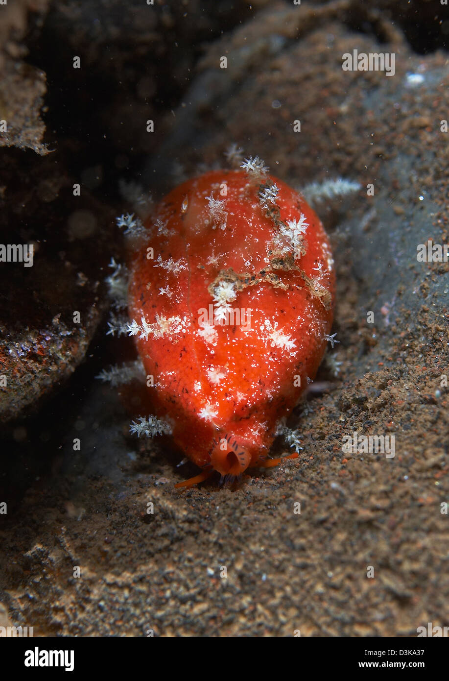 Tiny red yellow and white cowrie seashell, Bali, Indonesia Stock Photo ...