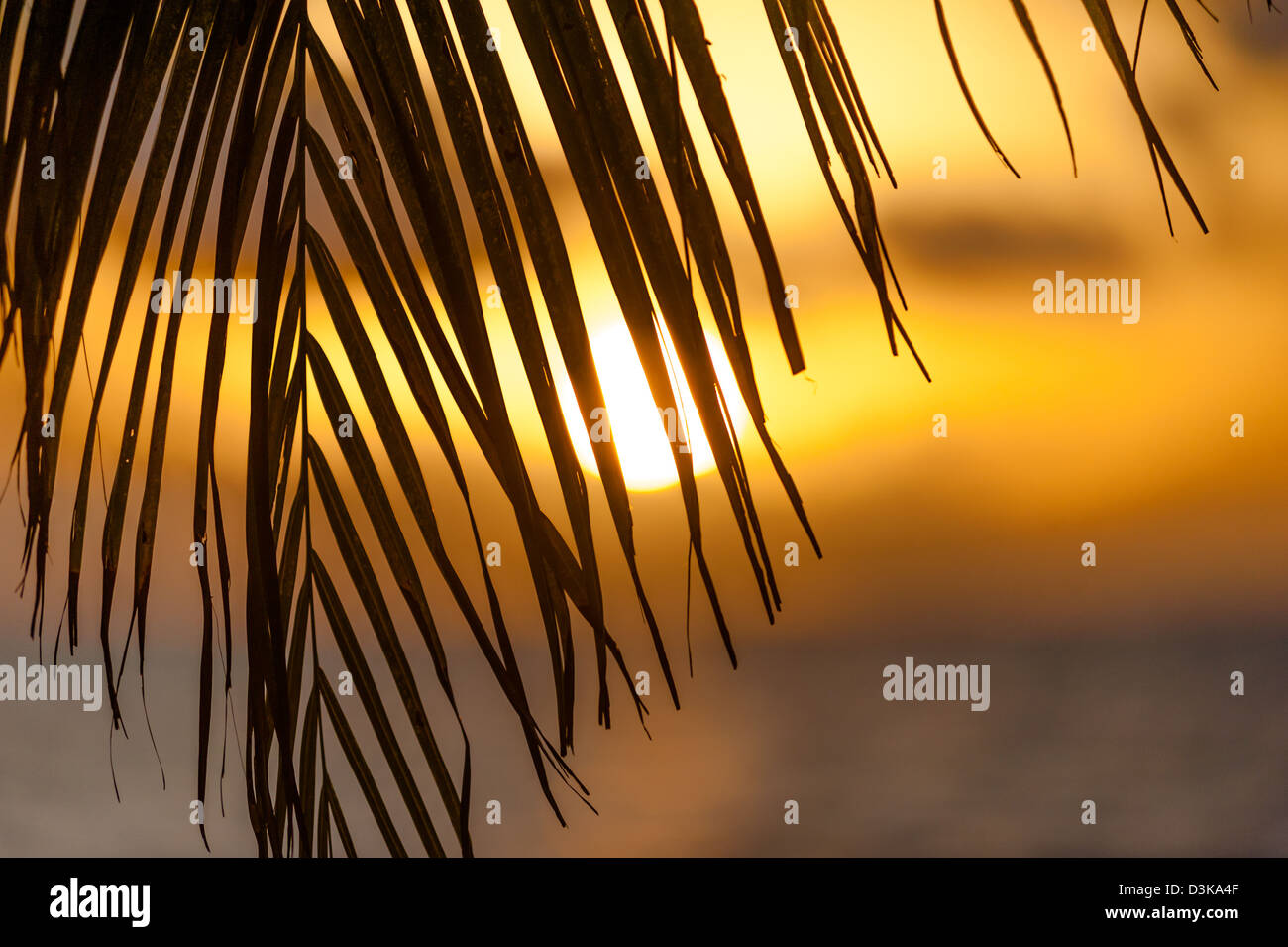Sunset through the leaves of palm tree Stock Photo - Alamy