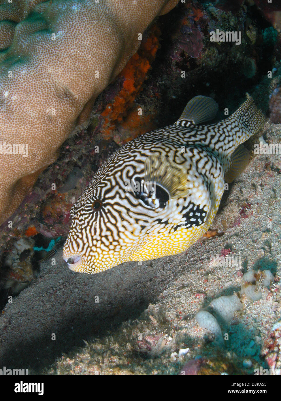 Map Pufferfish (Arothron mappa), Indonesia Stock Photo - Alamy