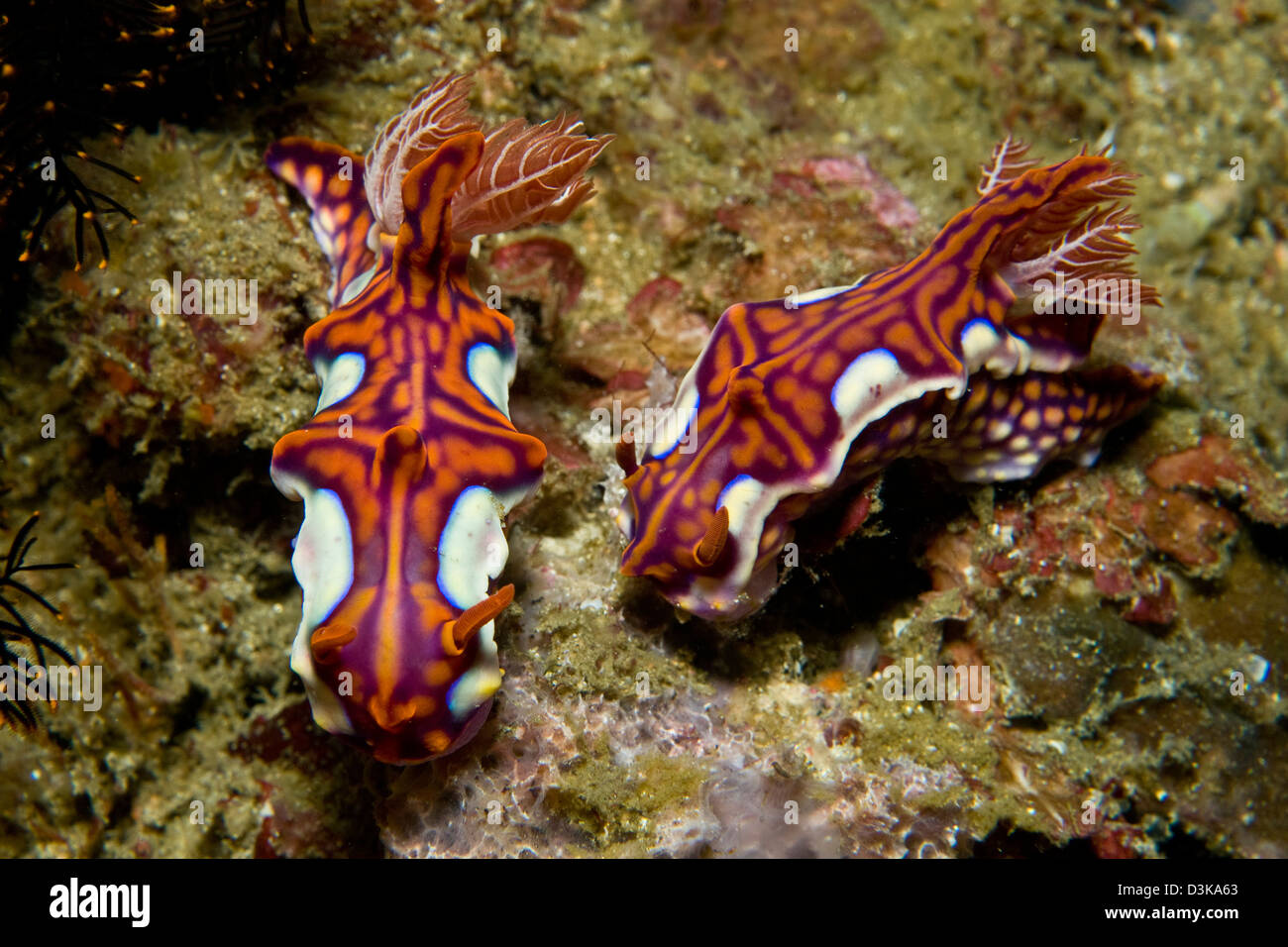 Pair of miamira magnifica nudibranch, Komodo, Indonesia Stock Photo - Alamy