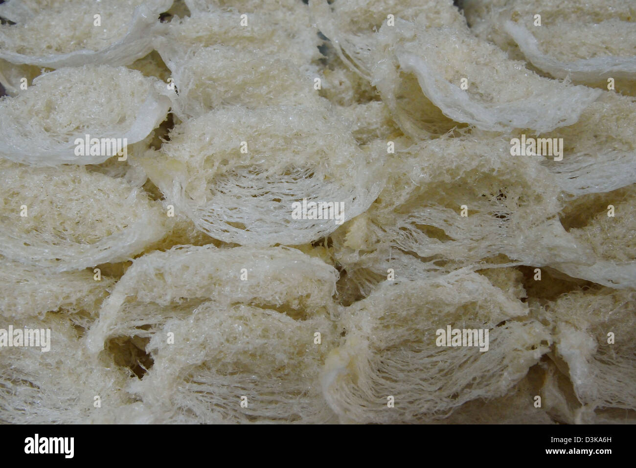 Edible nest cave swiftlet birds nests Stock Photo - Alamy