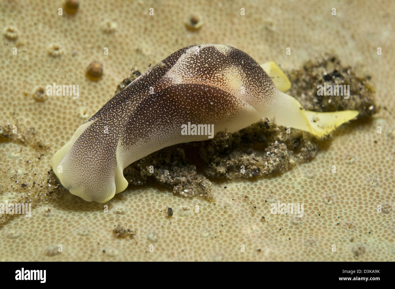 Headshield sea slug hi-res stock photography and images - Alamy
