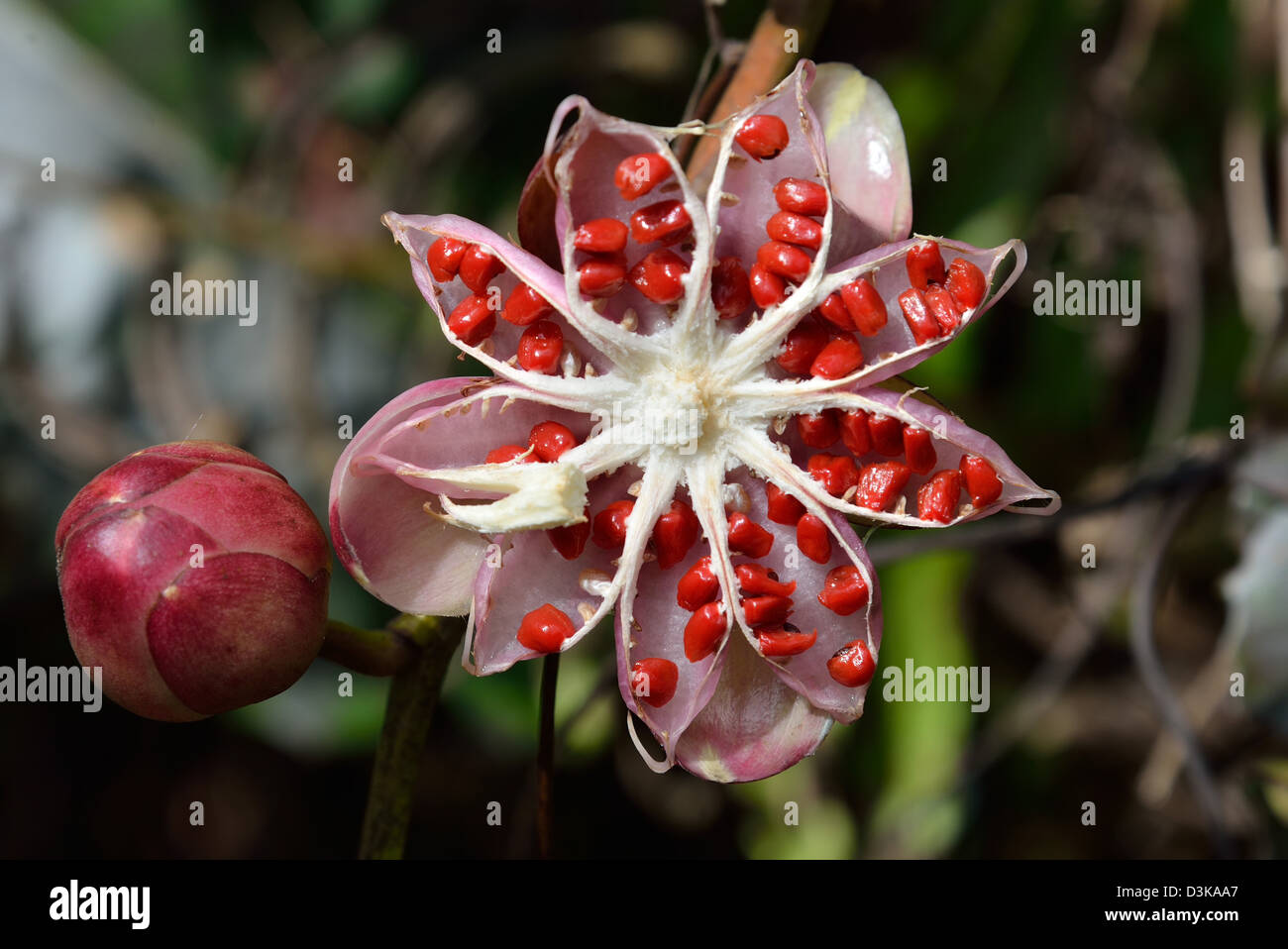 Seed pod of the buan plant in the Bornean jungle Stock Photo - Alamy