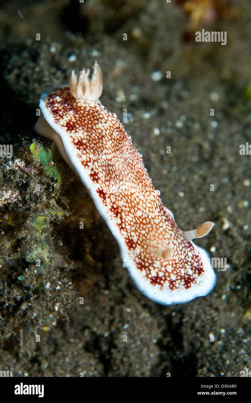 Reticulated nudibranch hi-res stock photography and images - Alamy